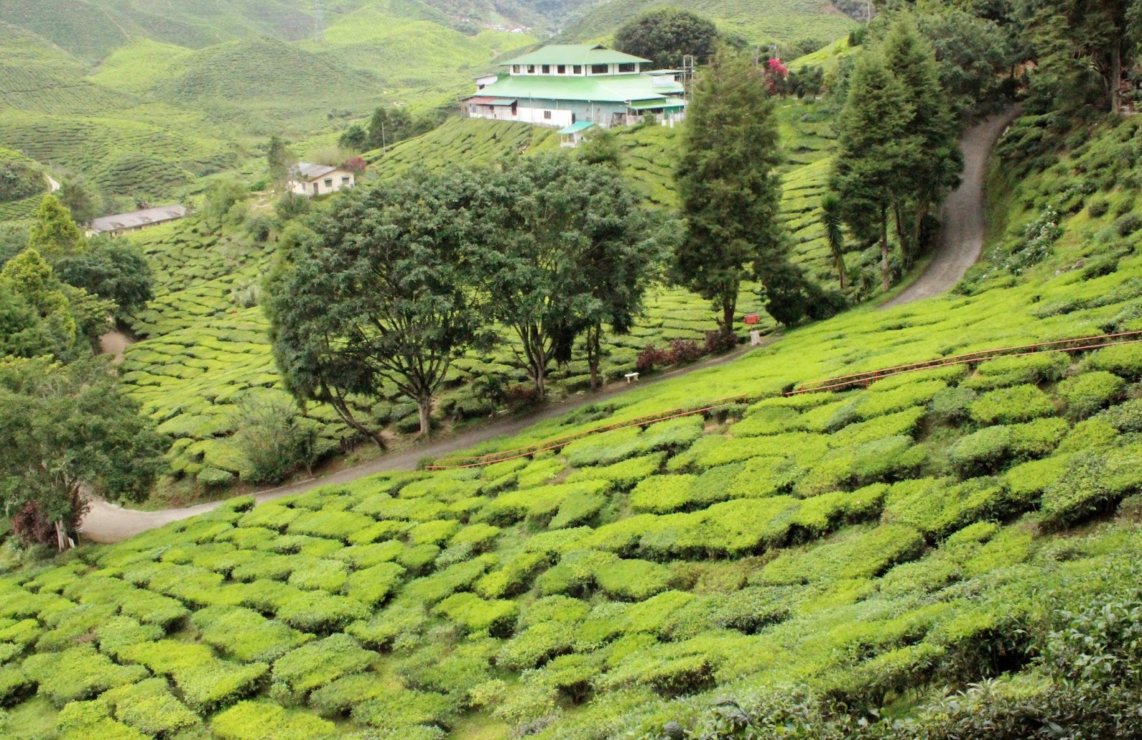 Hang Kebun: LADANG TEH CAMERON HIGHLANDS