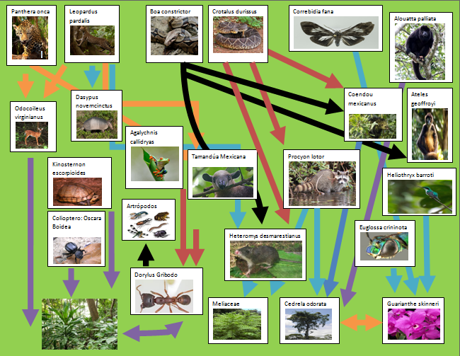 Selva Tropical Perennifolia