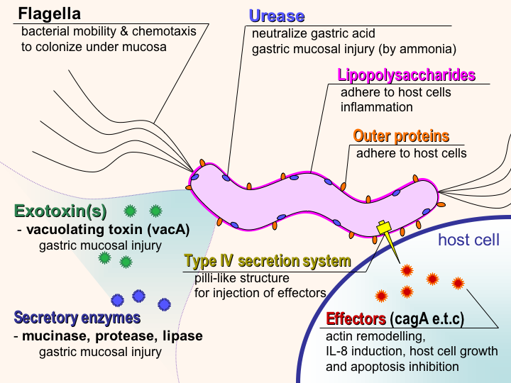 Helicobacter pylori