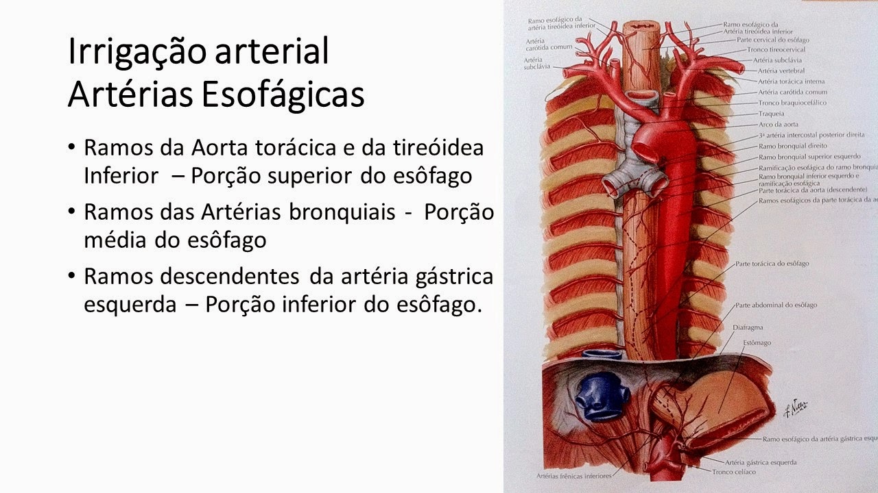 Liga de Anatomia ULBRA: ESÔFAGO