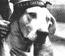 Famous Dogs in History: Just Nuisance: Simon's Town Mascot