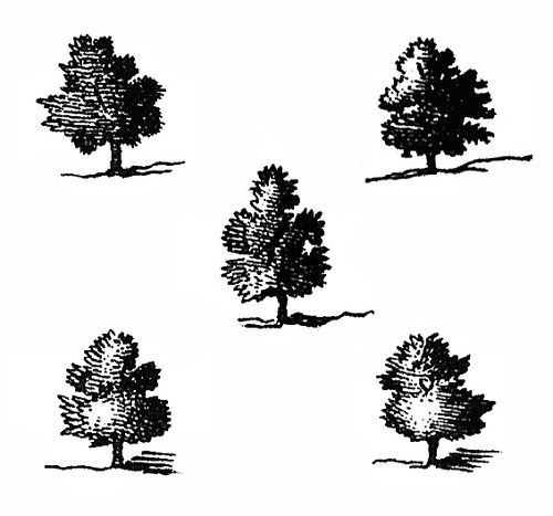 French Vocabulary Illustrated: quinconce