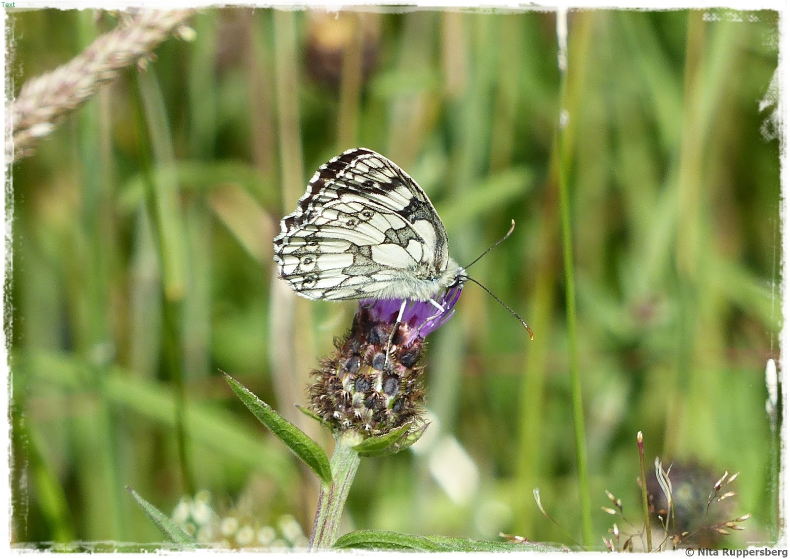 Kaalvoet in Engeland: Skone Skoenlappers