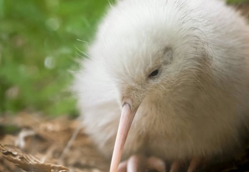Kiwi Bird Facts