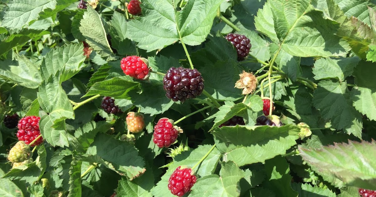 HOW TO GROW BOYSENBERRIES - Kilimo Hai