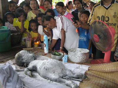 The Unbelievable Facts : In Thailand Buffalo Gave Birth To Human Face ...