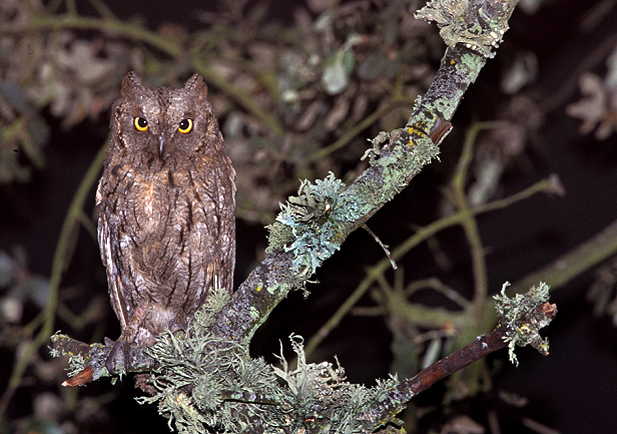 El Cajón del Maestro: Autillo.