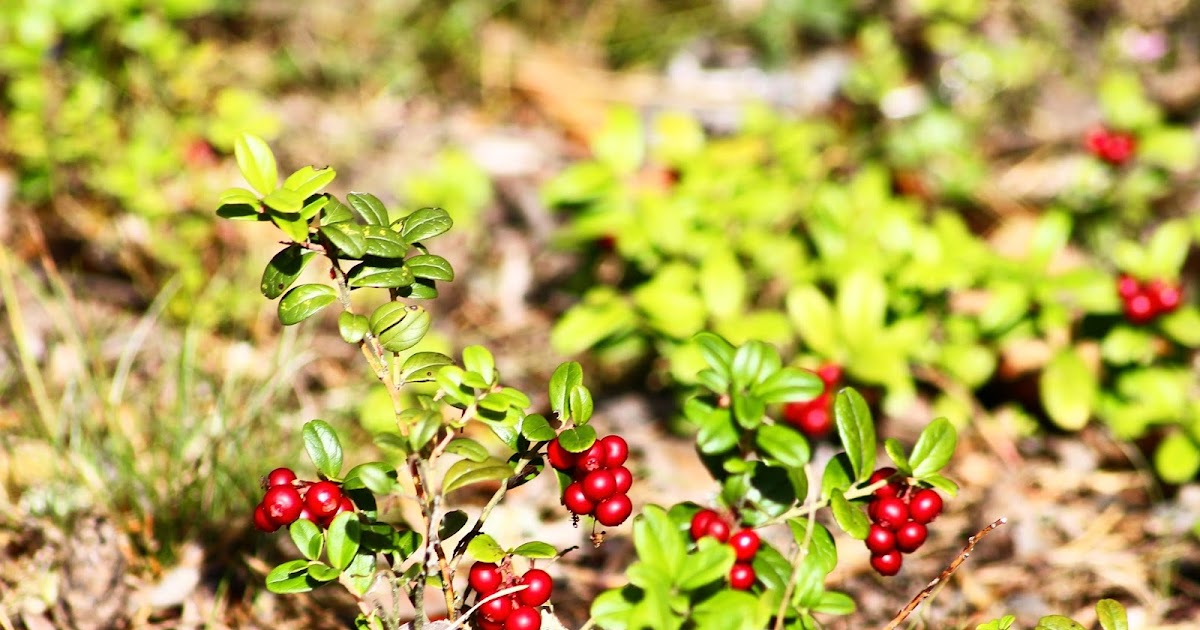 Marian kasvio: #3 Puolukka