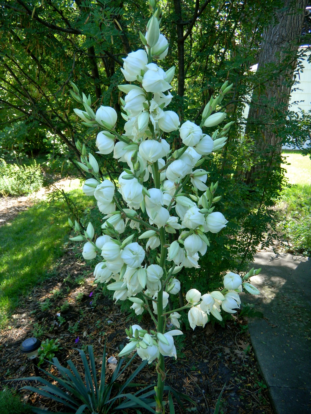 ginderellas: Yucca Plant