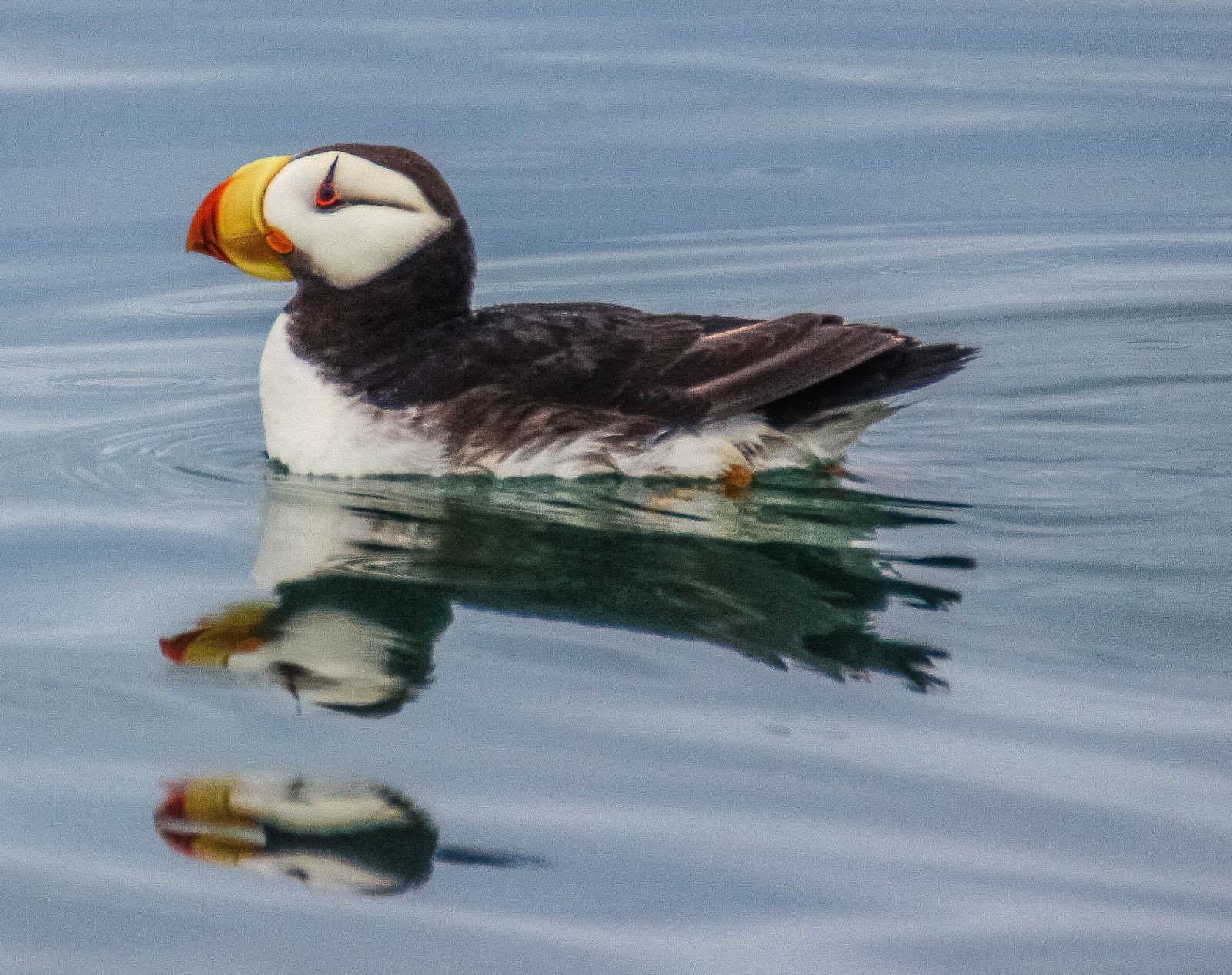Horned puffin - satapo