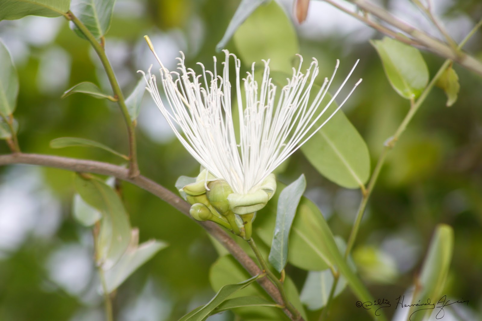 Flora de Puerto Rico Ilustrada Papo Vives: CAPPARACEAE--CYNOPHALA ...