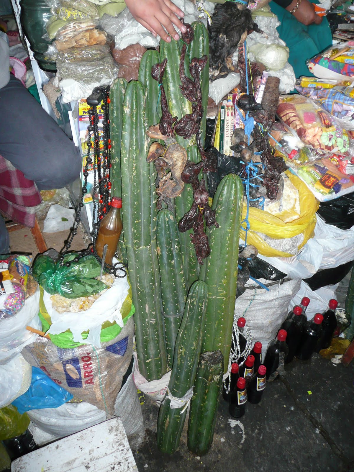Cáctus y plantas de María: Cáctus San Pedro, un cáctus divino