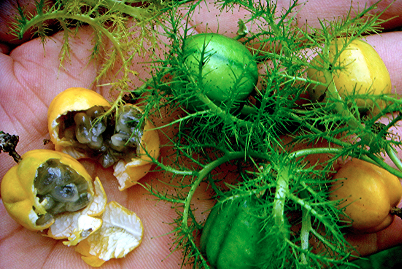 Dokterku4u: Buah Rombusa atau Gambutan dapat menyembuhkan kanker