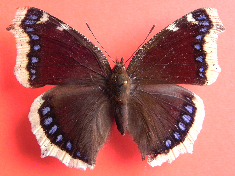 MARIPOSAS (BUTTERFLIES): SubFamilia NYMPHALINAE (Fam NYMPHALIDAE)