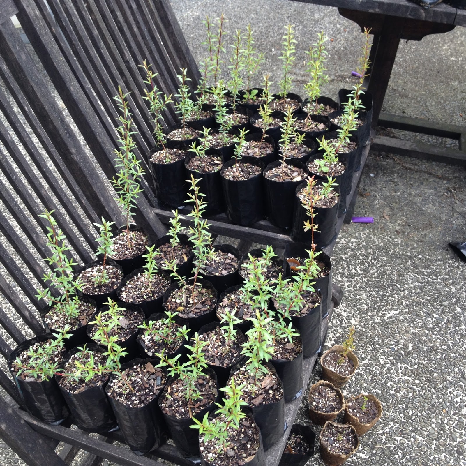 Beekeepers Blog: Growing Manuka Trees from Seed and Cuttings