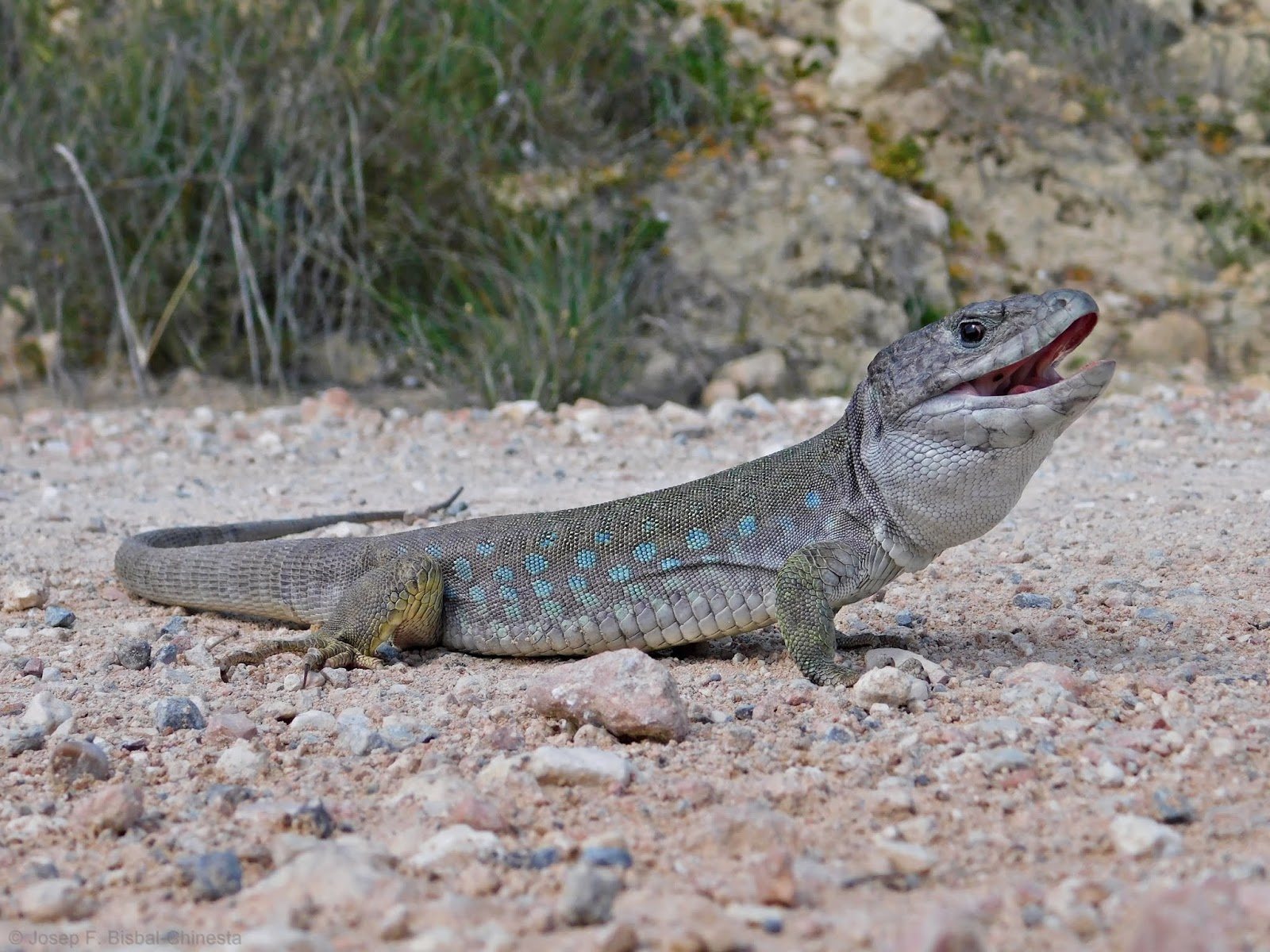 Sargantanes i Dragons: Timon nevadensis - Fardatxo bètic