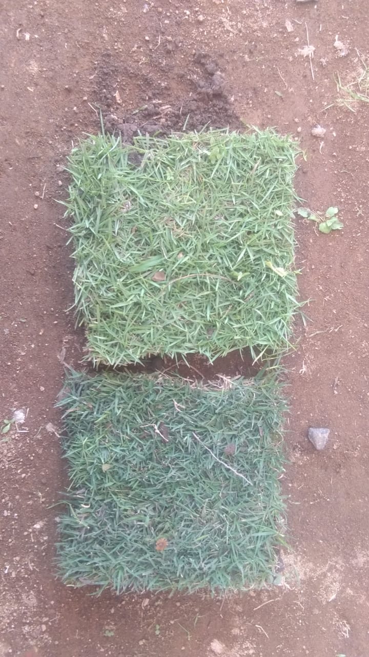 Jenis Rumput golf yang cocok untuk iklim tropis di indonesia Agustus ...