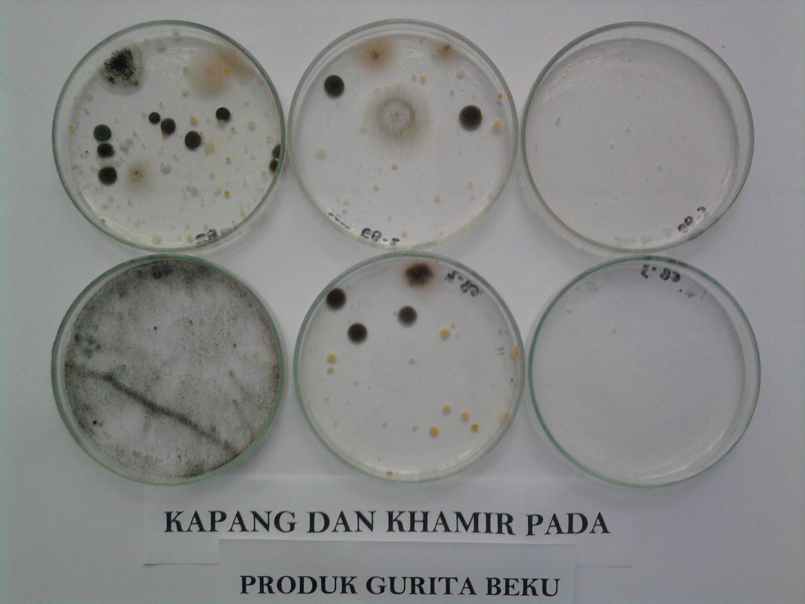 My World Fisheries: Koloni Kapang dan Khamir Pada Produk Perikanan