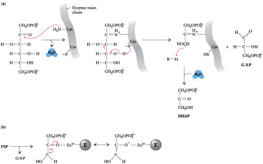 World of Biochemistry (blog about biochemistry): Glycolysis (enzymes of ...