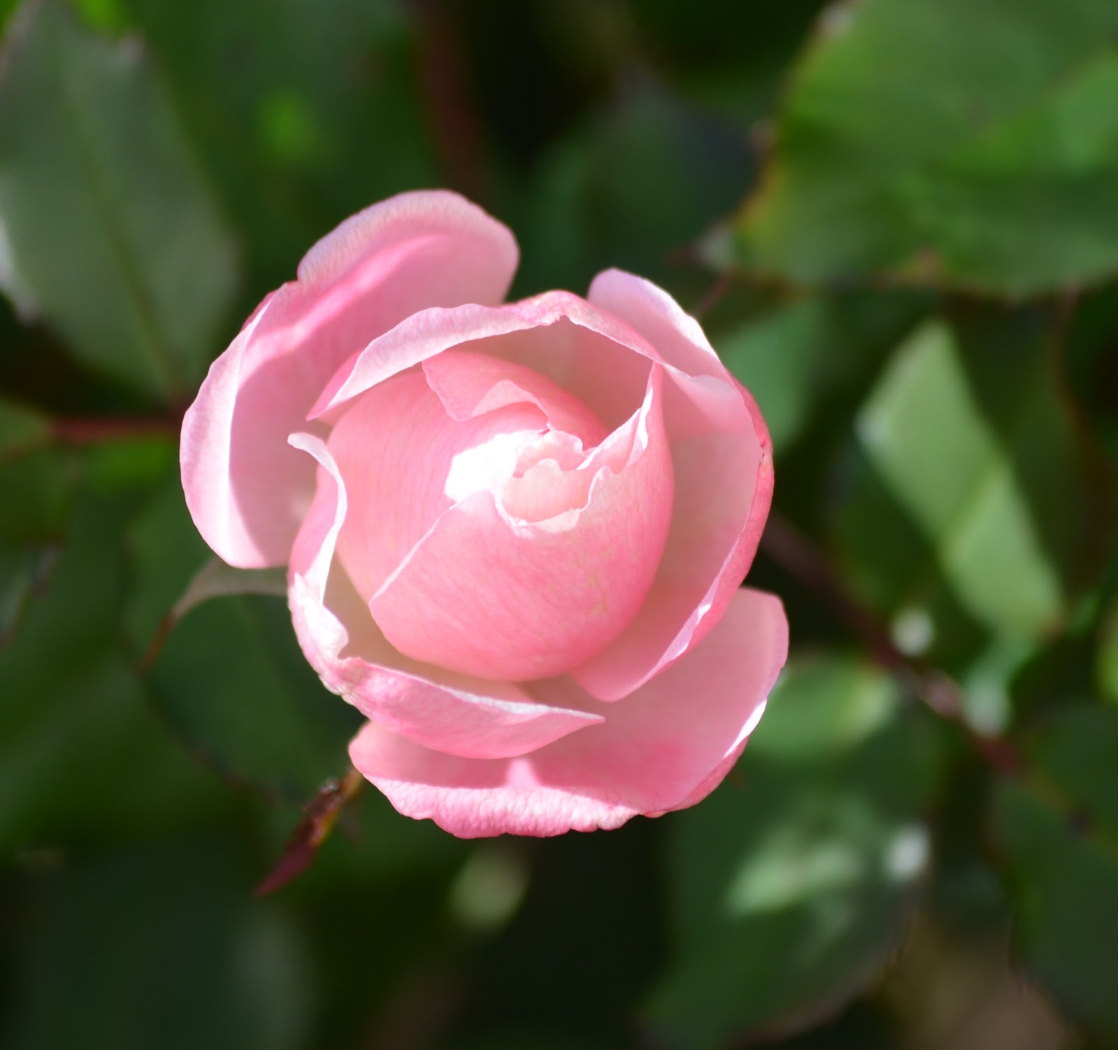 BarnBugStudio: ROSES IN DECEMBER