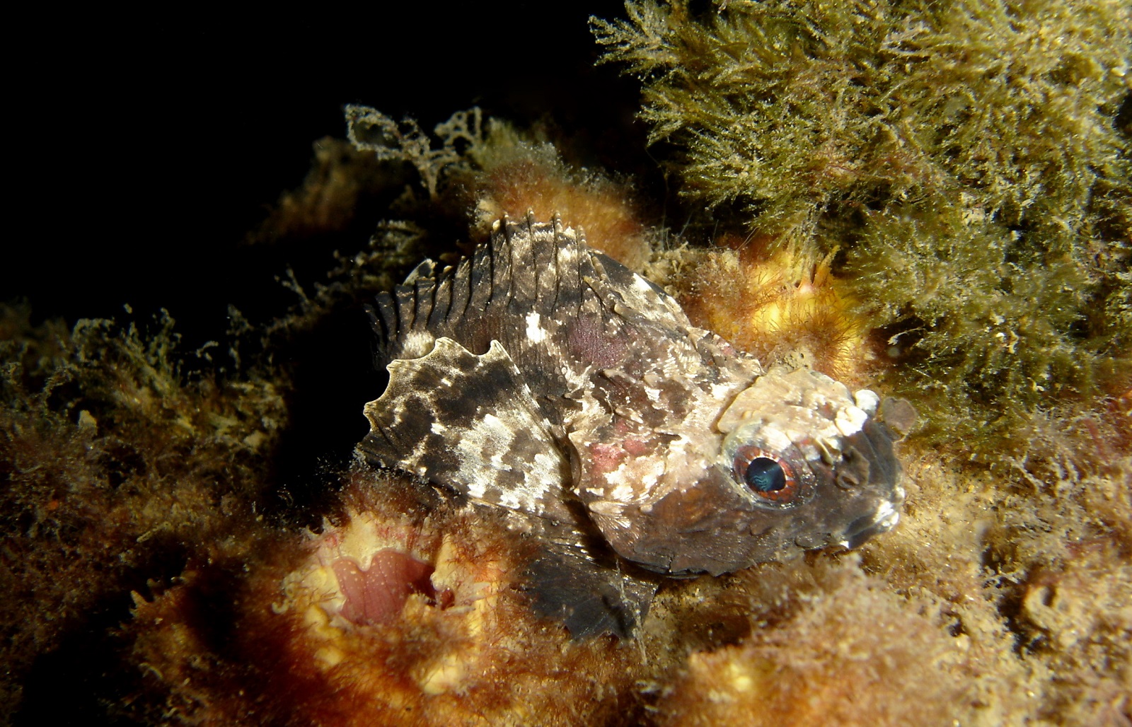 Real Monstrosities: Goblinfish