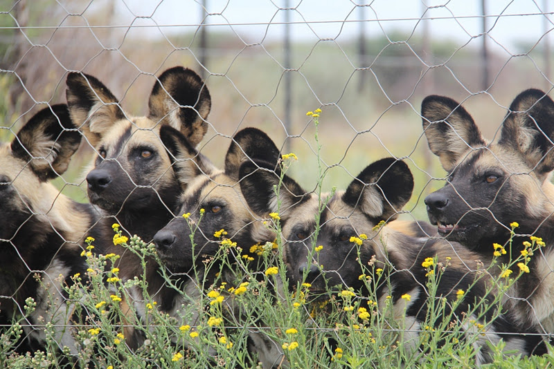Your Naankuse Wild Dogs update: Wild Dog pups - January 2012