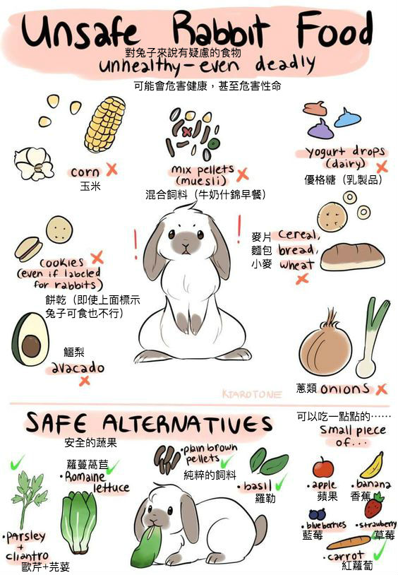 兔兔飲食：該餵哪些蔬果比較好？