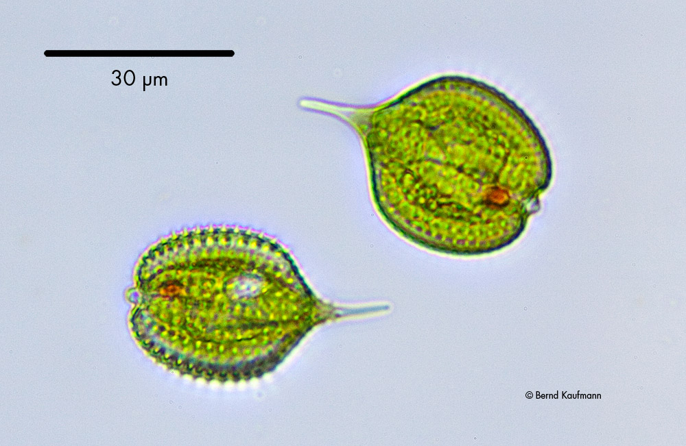 aquamax - das Weblog zur Website: Foto des Tages II: Augenflagellat ...