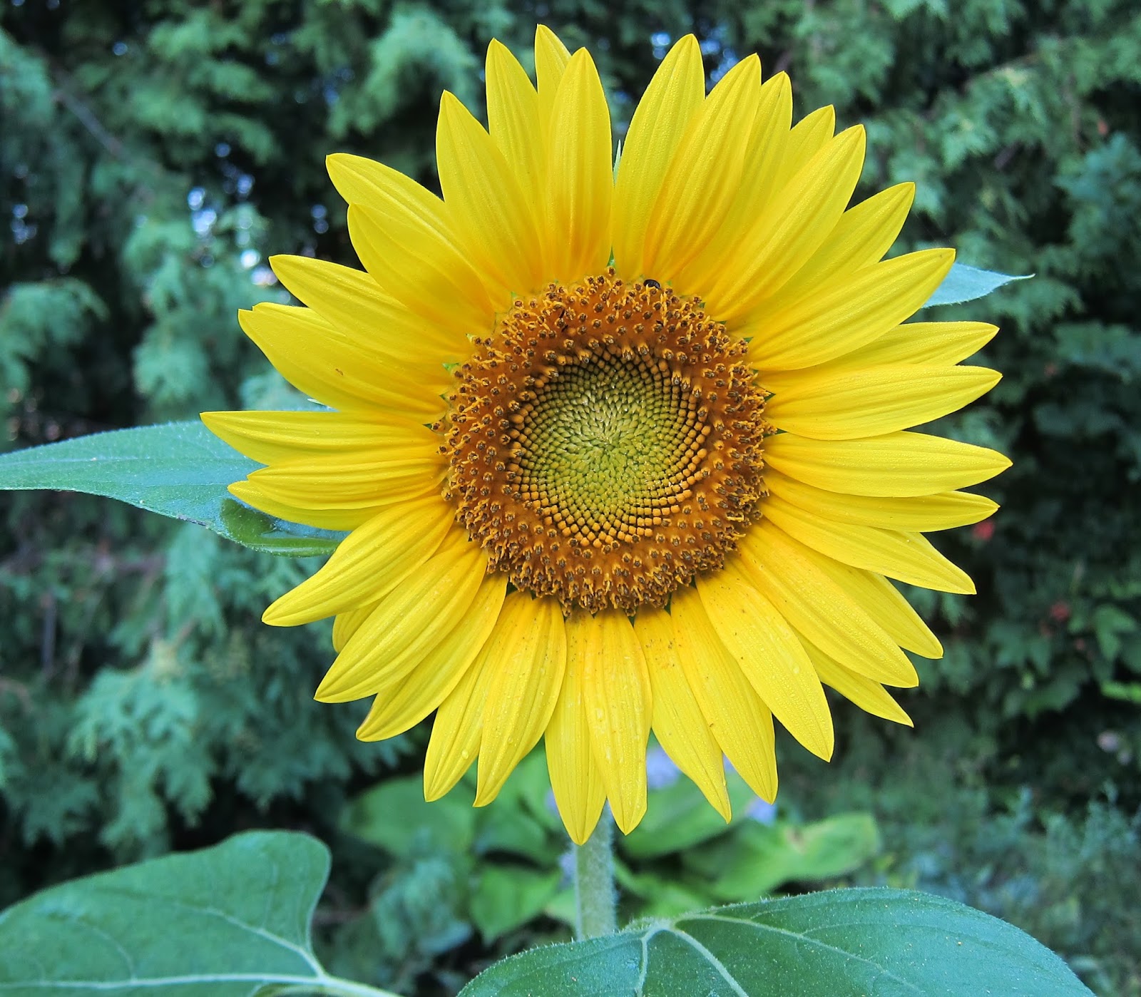 Pauline's Card Cupboard: Sunny sunflower and a couple of cards