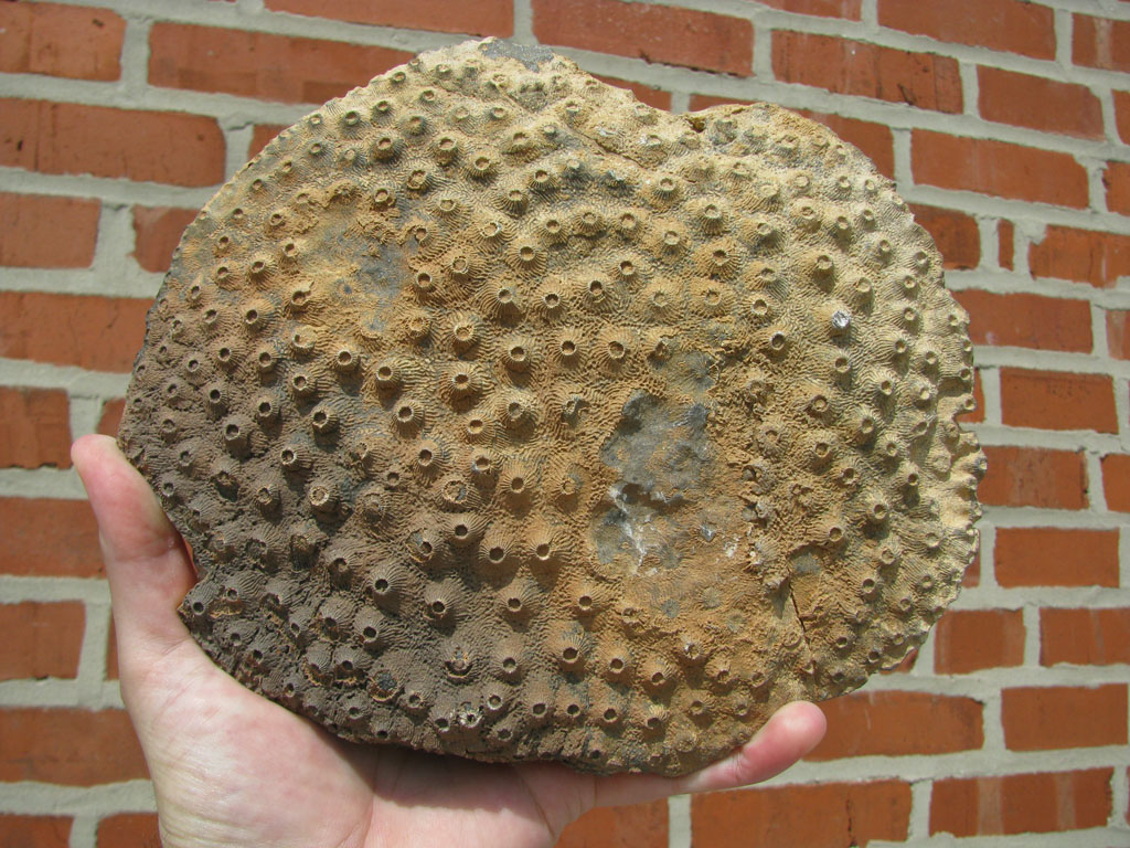 Views of the Mahantango: Phillipsastrea sp. coral from Morocco