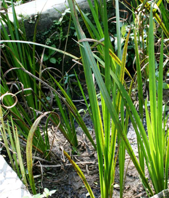 Baru 10+ Tanaman Obat Jerangau