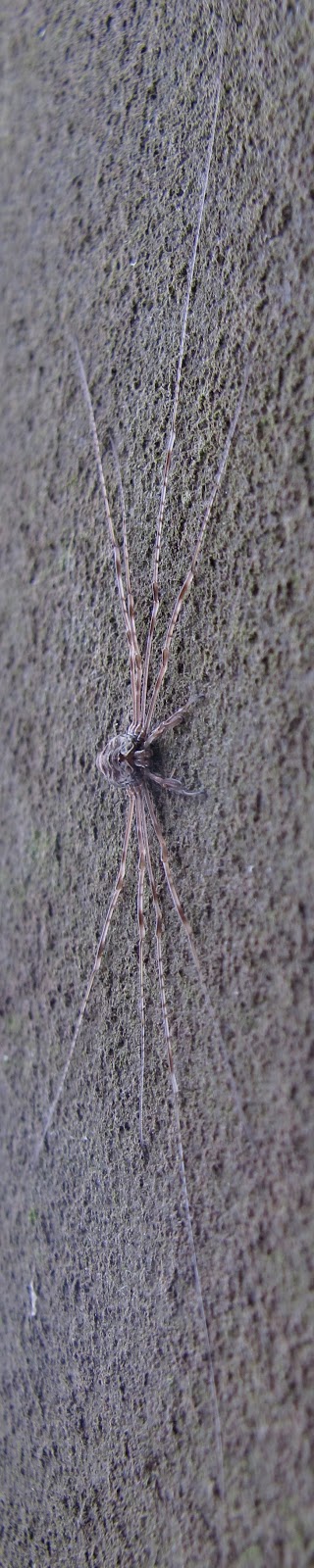 BugBlog: August 2013