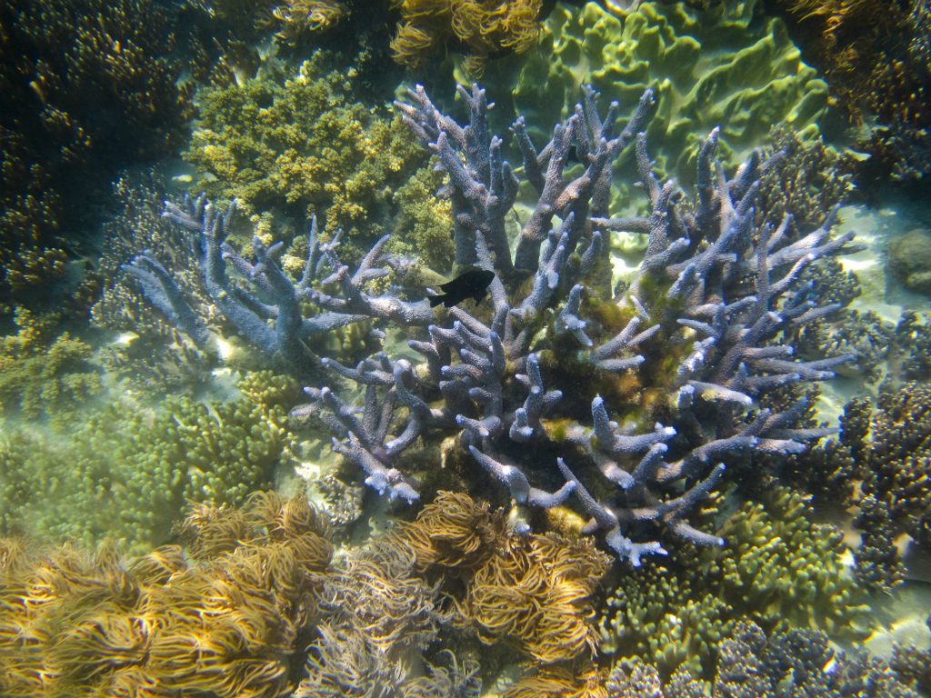 Ford Family Photos: Michaelmas Cay, Great Barrier Reef, Queensland ...