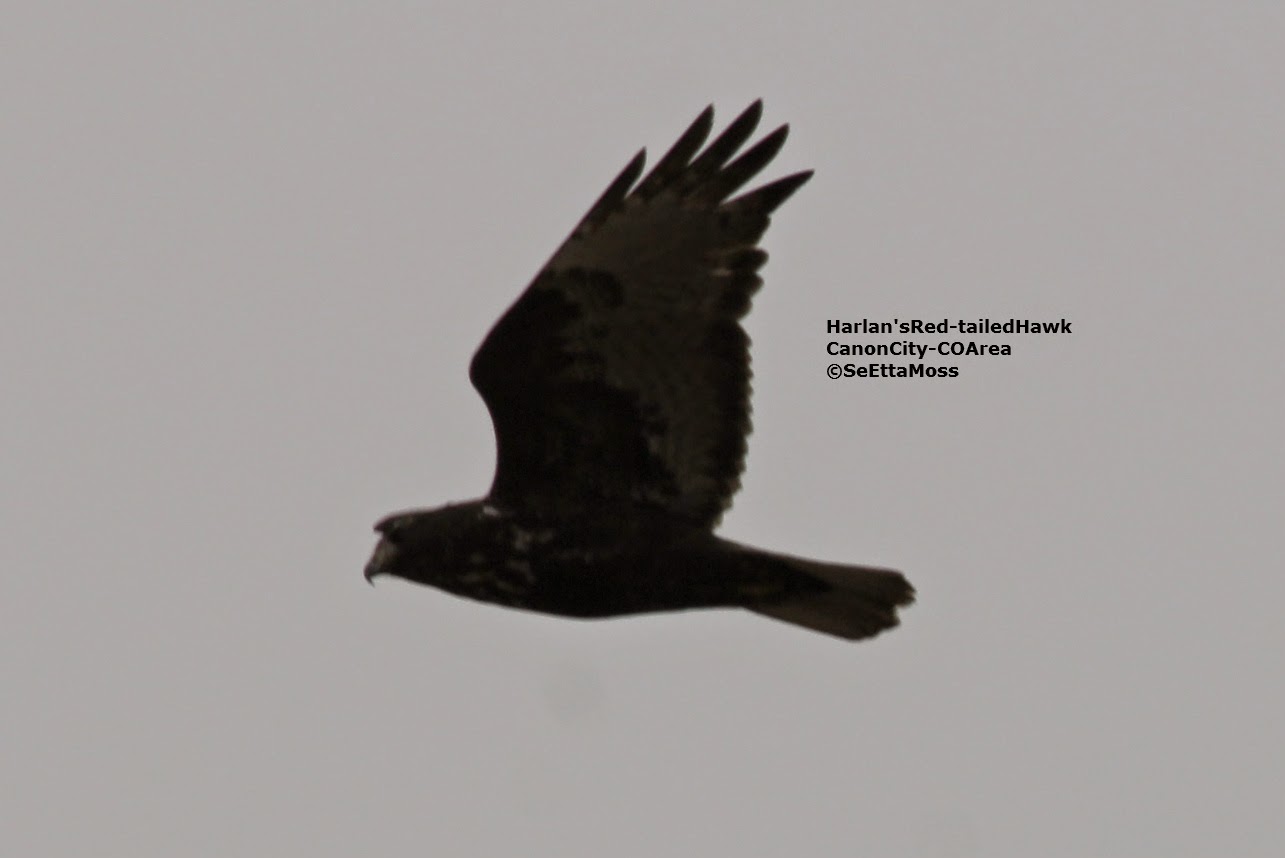 Harlan's Red-tailed Hawk, second of the season in Canon City area