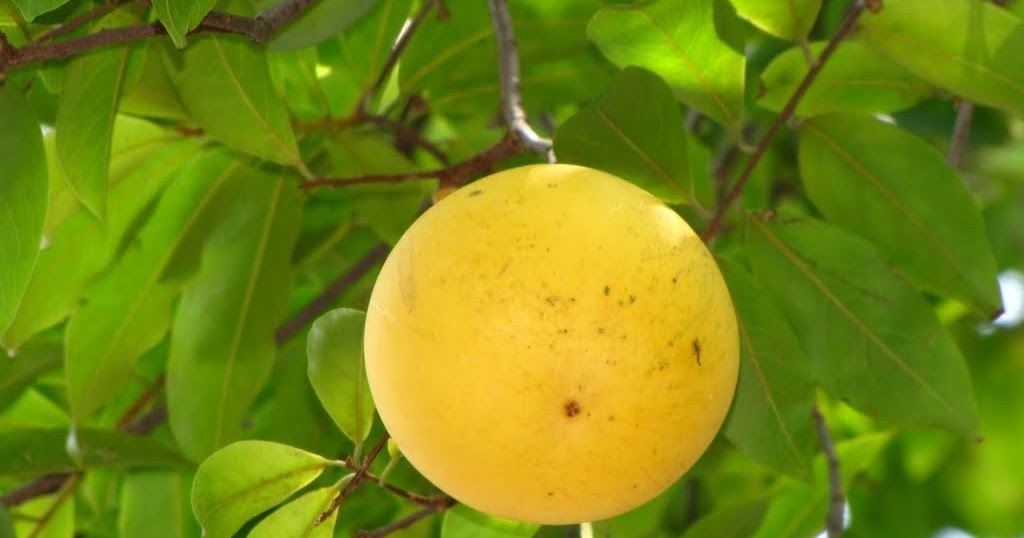 Quả thị và những điều còn chưa biết - Trái cây Dũng mập