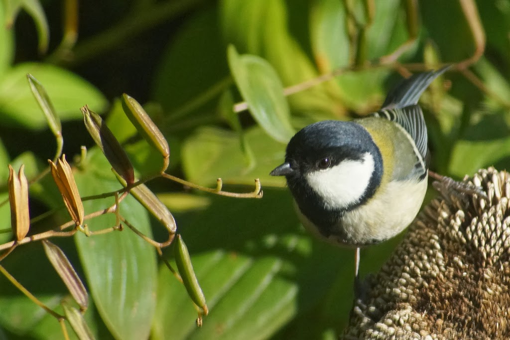 Species of UK: Week 35: Great Tit (‘Parus major’)