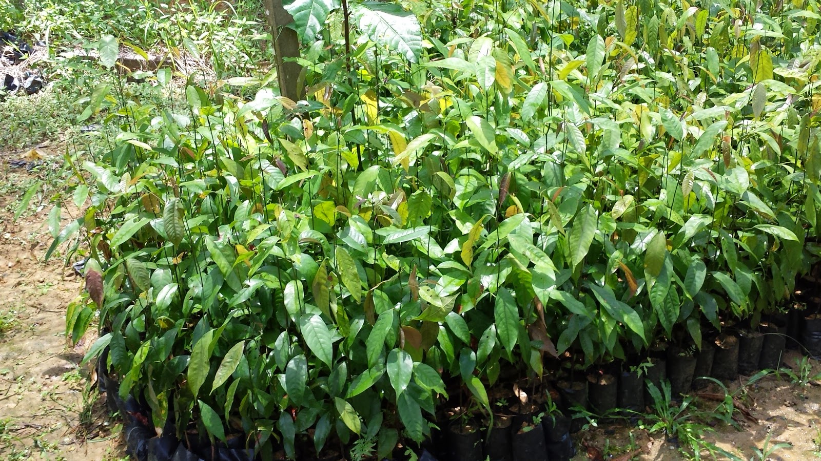 Dari Hutan ke Bandar...: STOK POKOK BIL 2 2015