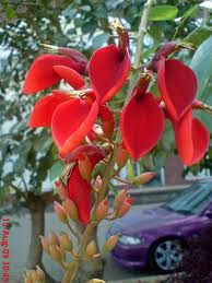 Dadap Merah Erythrina crista-galli L. ~ SINOX NURSERY