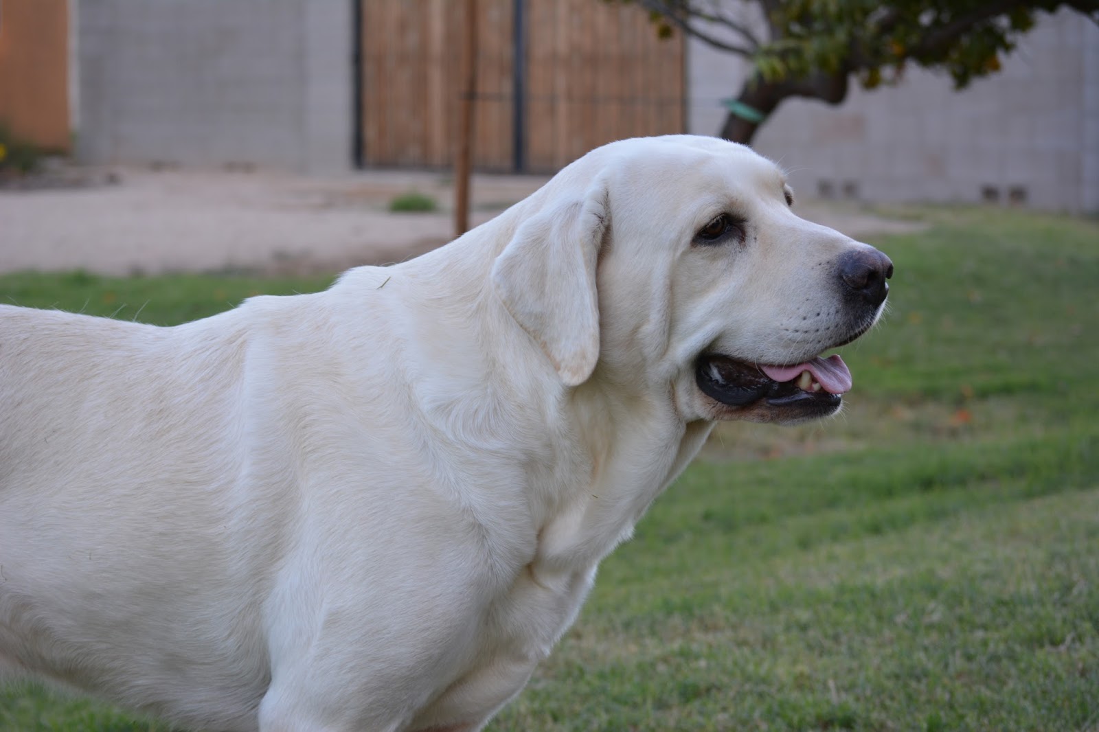 Cozy Acres Farm : Labrador Retriever Parents