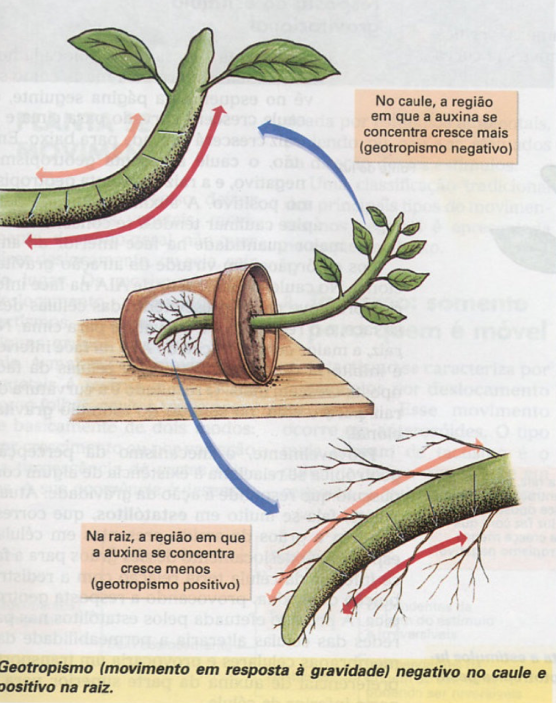 Geotropismo Ejemplos