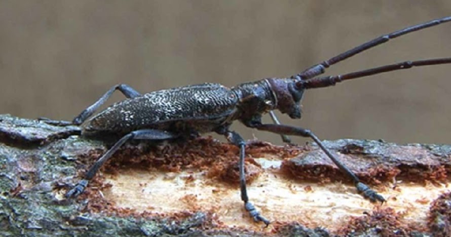 Campomaiornews: Nemátodo da madeira do Pinheiro obriga ao corte de ...