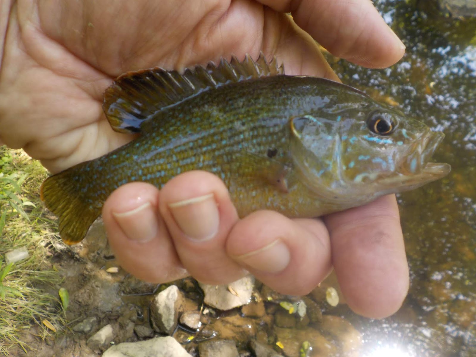 In Reel Time Fishing: Sunny day sunfish