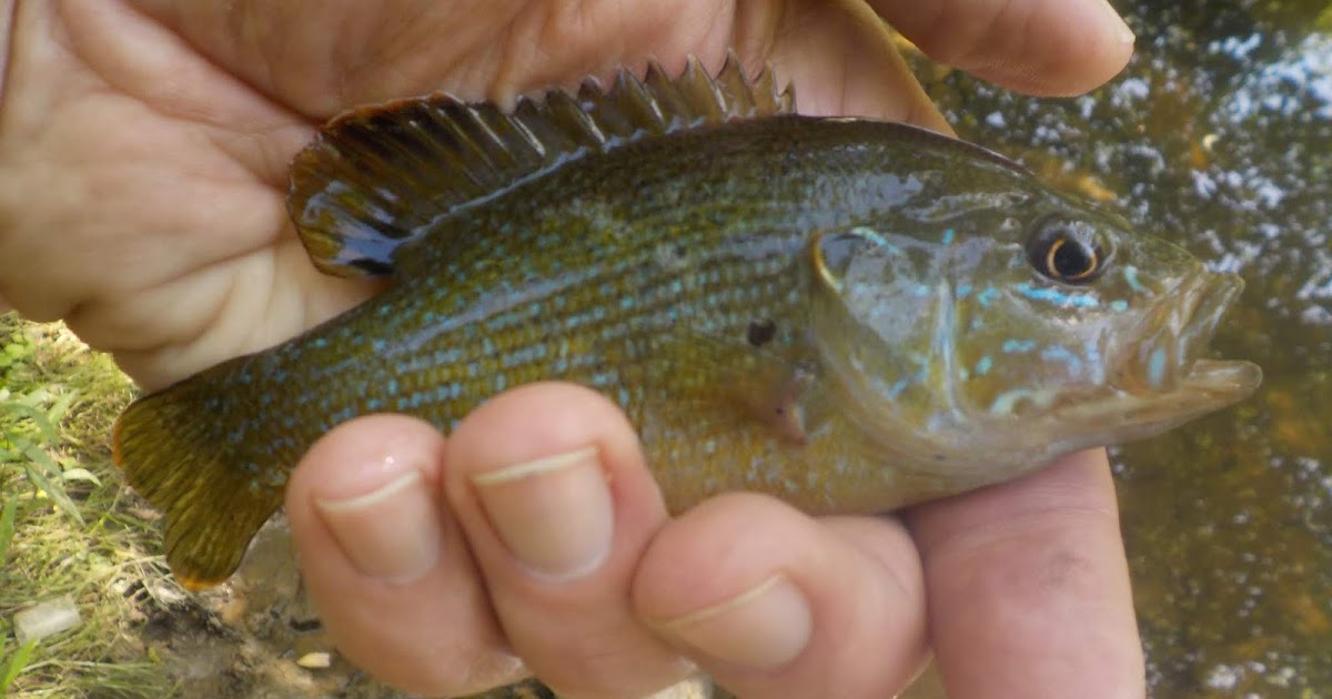 In Reel Time Fishing: Sunny day sunfish
