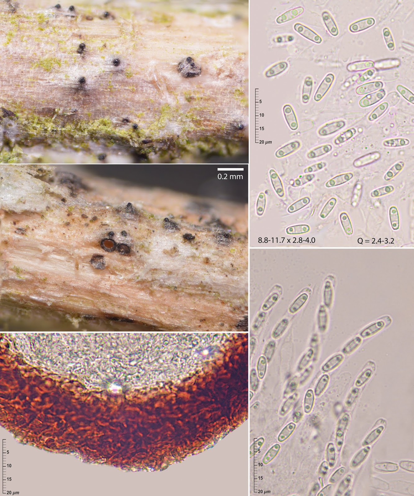 Phomatospora sp. ERD-7535 • CEMAS