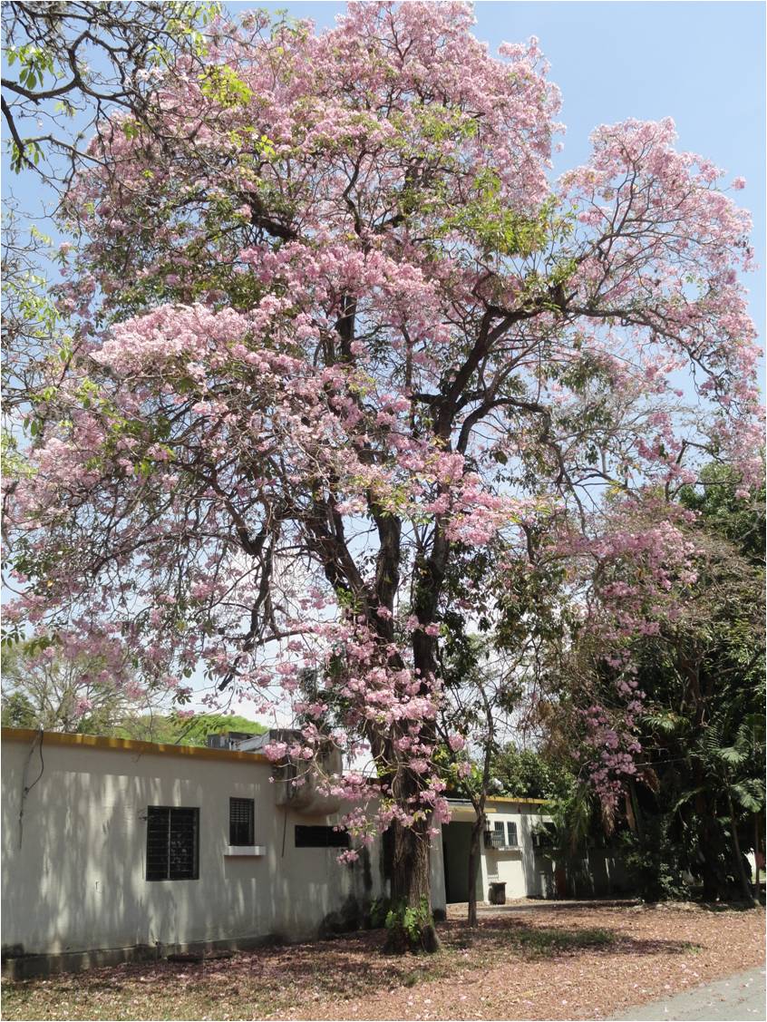 La Doctora De Las Plantas: Apamate (Tabebuia rosea) un árbol ...