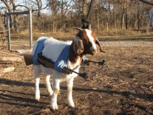 Cute Funny Animalz: Funny Animals with Guns