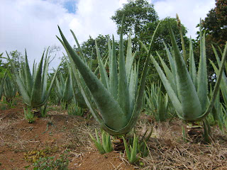 ALOE VERA - SÁBILA: ALOE - VERA LA PLANTA DE SÁBILA (GENERALIDADES)