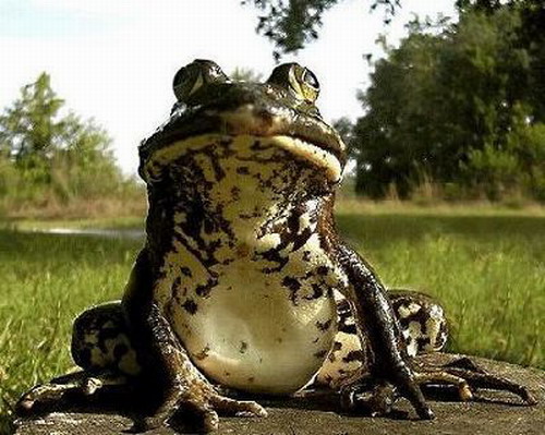 Alessa's Adversaria: The Tree Frog's Fable -- A Korean Children's Story