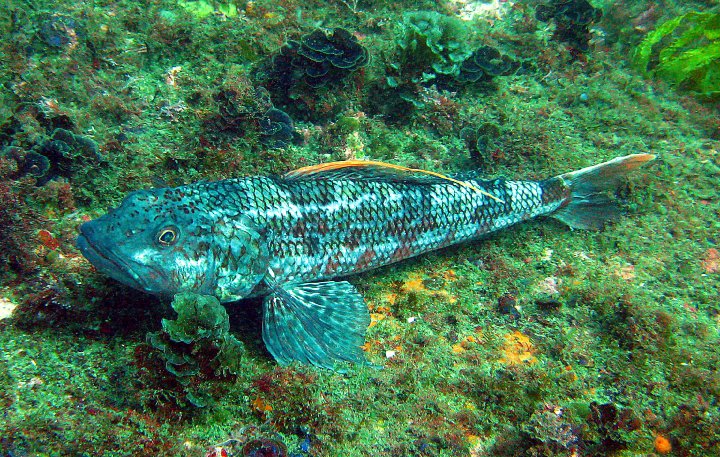 Davey Jones' Locker: Sergeant Baker - Hime purpurissatus