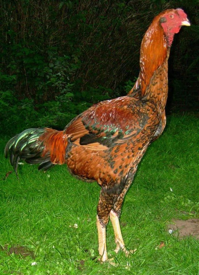 THE GLOBAL ASIL CLUB: THE ASILS - HOME